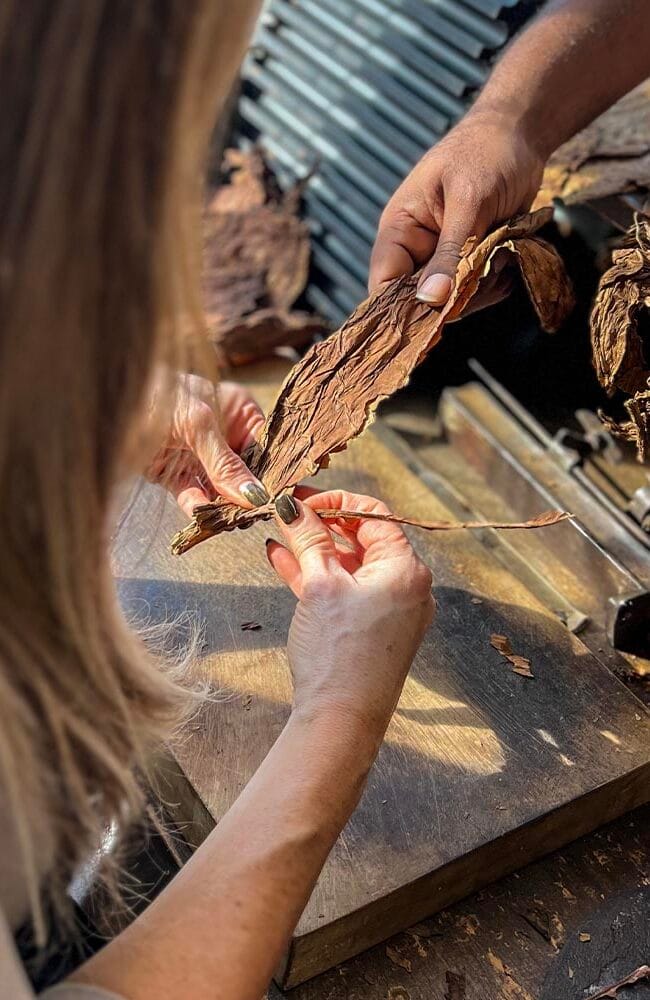 Cigar Rolling Experience | Dominican Republic Tours | Puerto Plata